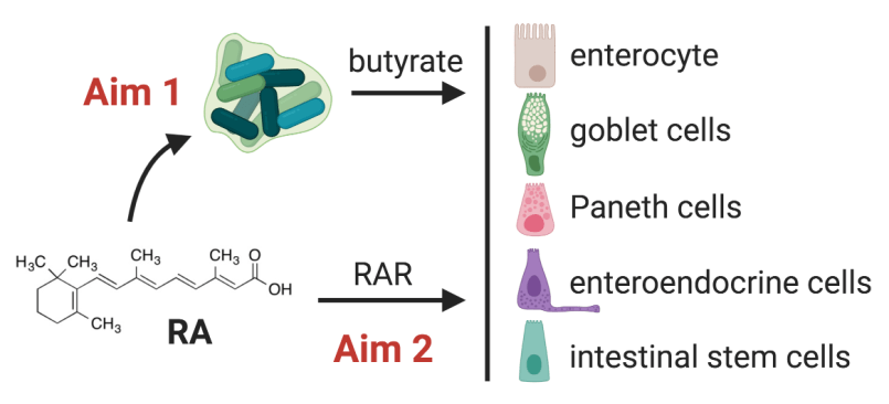 Research – Luo Laboratory